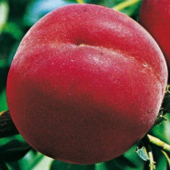 Peschi : consigli di messa a dimora, potatura e manutenzione