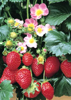 Fragole : consigli di messa a dimora, potatura e mantenimento