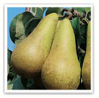 Pero : consigli di messa a dimora, potatura e manutenzione