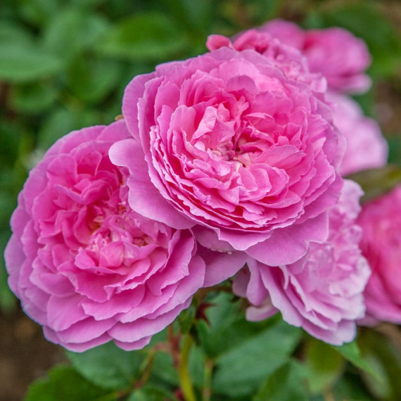 rose a grandi fiori, rose rampicanti, rose ad alberello, rose miniature ...