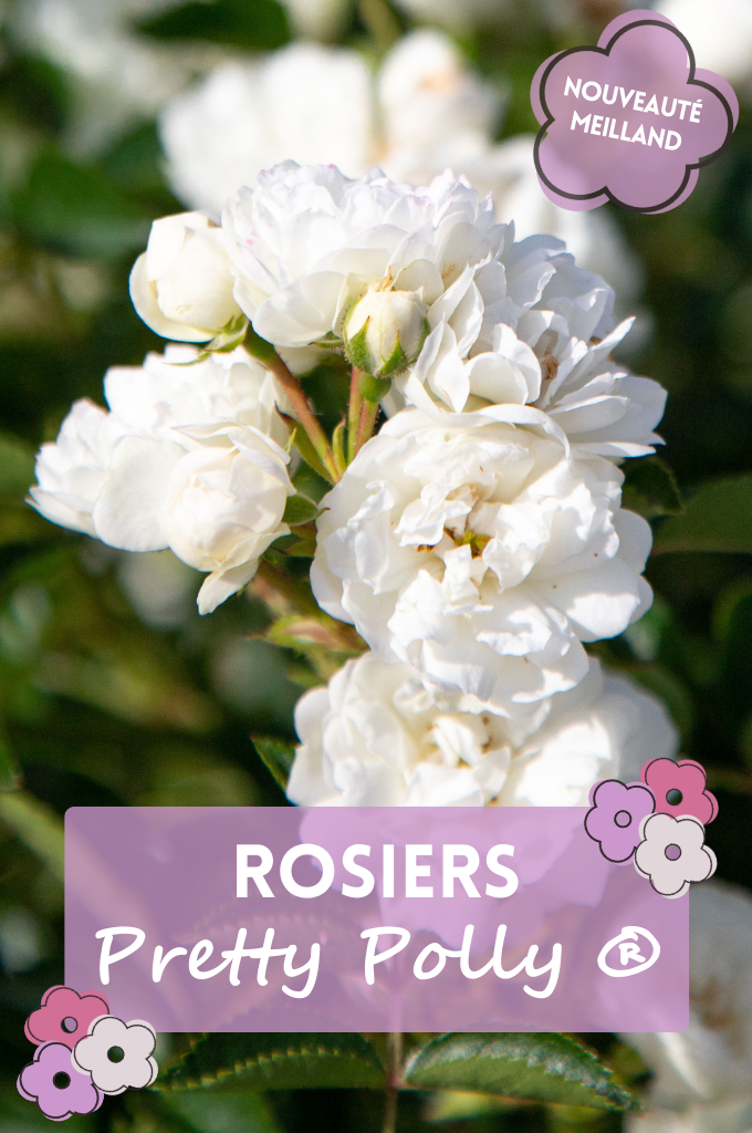 rose a grandi fiori, rose rampicanti, rose ad alberello, rose miniature ...