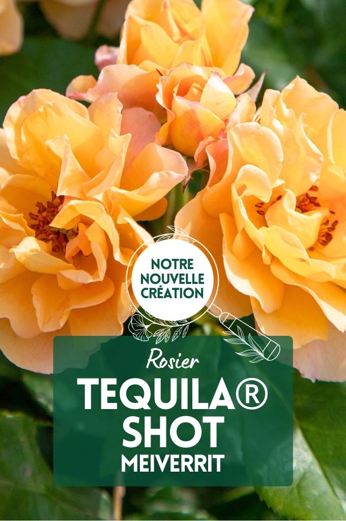 rose a grandi fiori, rose rampicanti, rose ad alberello, rose miniature ...