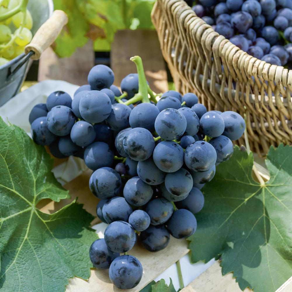 Vite da tavola Alphonse Lavallee, Viti da tavola Meilland