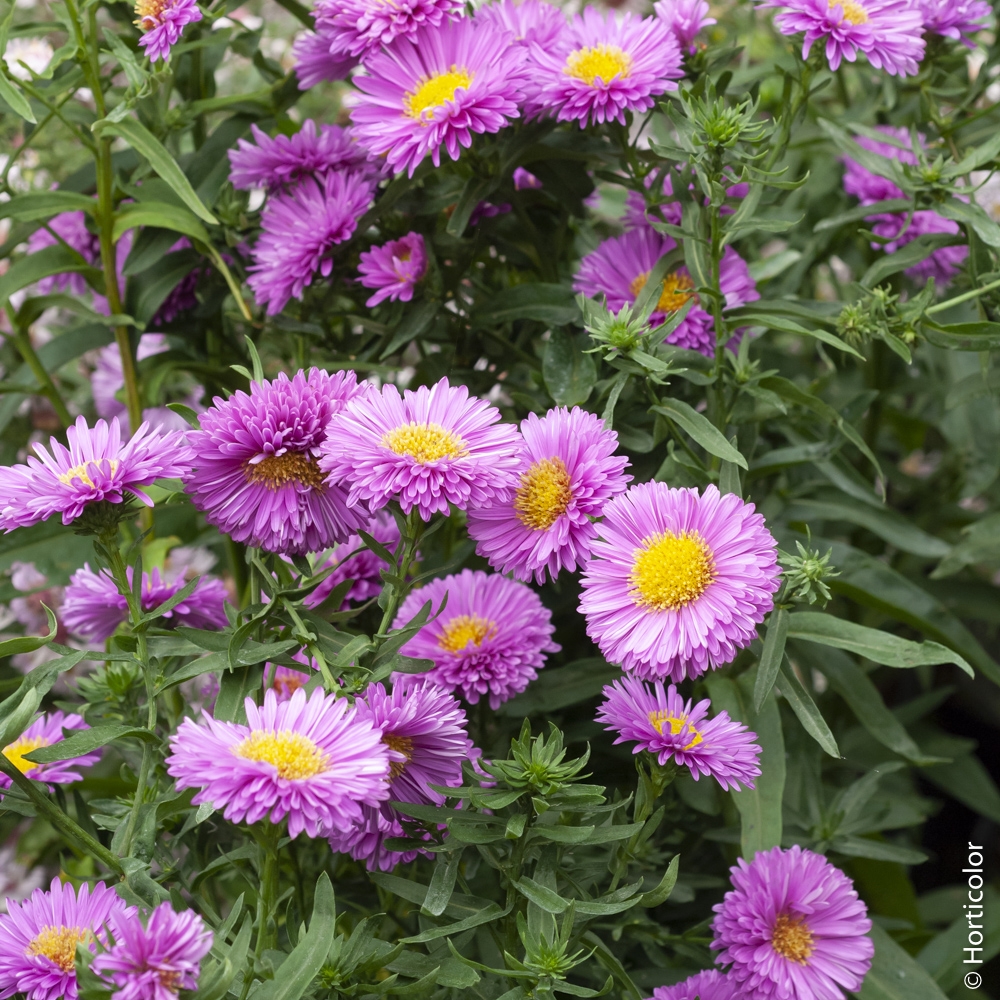 Astro settembrino Patricia Ballard o aster novi-belgii rosa Meilland ...