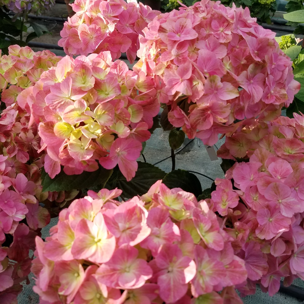 Ortensia Hydrangea Valvert Meilland Richardier