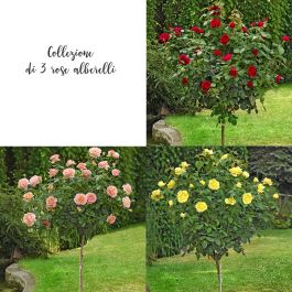 Collezione 3 rose ad alberello