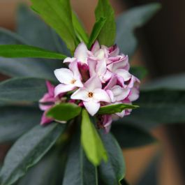 Daphne Transatlantica 'Pink Fragrance' Blapink