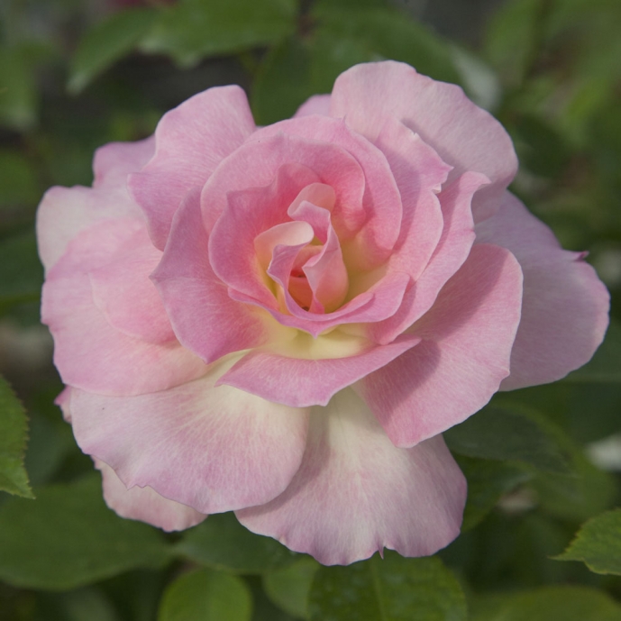 Rosa Belle Romantica ® Meigapencey, Acquistare online rose a grandi ...