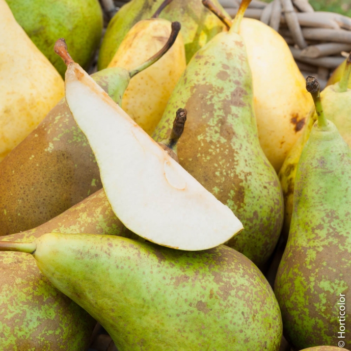 Pero Williams, Vendita Alberi da frutto Meilland